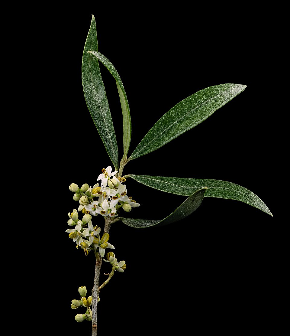 (MHNT) Olea europaea - Inflorescence and leaves - paradiser